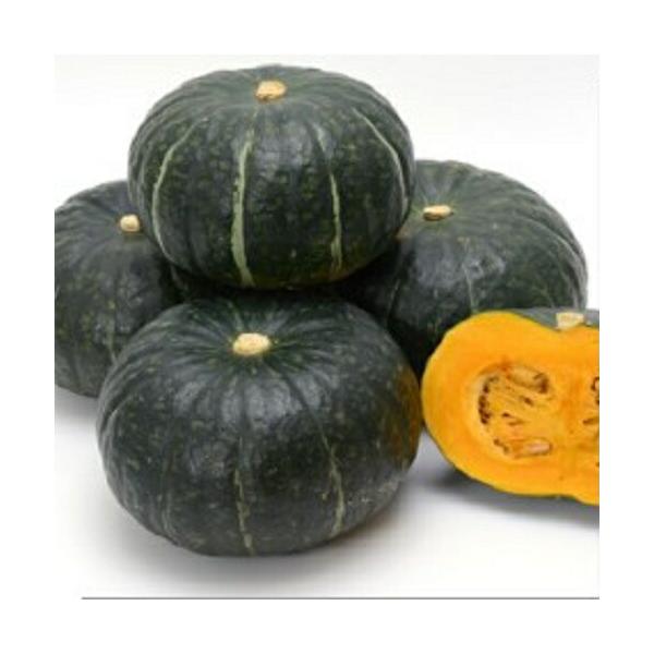 1.果実は1.8〜2.0kg前後でよく揃い、収量性が高い。2.初期の節間は短く、草勢は中位でやや蔓細 やや大葉となる。3.着果は安定しており、開花後50日で成熟する中早生種。4.外観は黒緑色で扁円形、高粉質で次第に甘味も乗り大変おいしい。5...