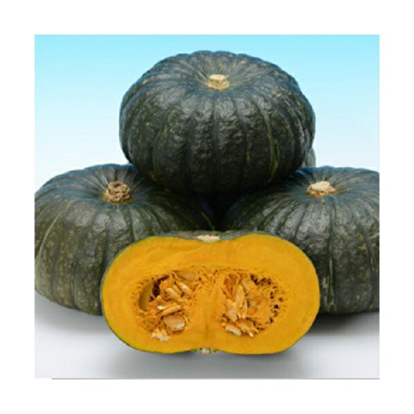 1.早生で大玉多収性品種。2.草勢は強く蔓太、葉はやや大葉で蔓伸びは早い。3.果皮は濃緑色で、特に果肉が厚く濃黄色、強粉質で甘さ強く美味しい。4.肥大よく2.0kg前後の大玉が収穫でき、収量性が高い。5.雌花着生は良好で、着果後40日前後で...