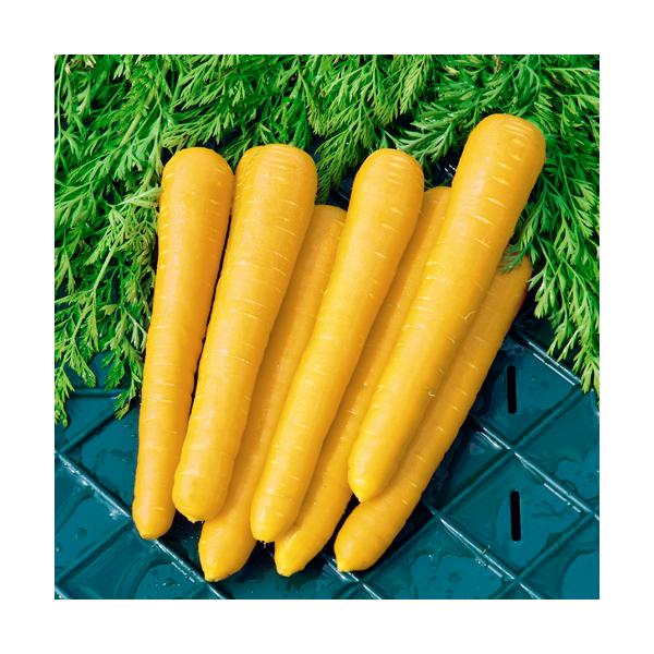 品種の特徴【草姿】は種後120 日程度で収穫できる夏まき専用中晩生種。草姿は立性で、機械収穫に向く。【根部】長めの円筒形で尻詰りがよく、根長22cm 程度となる。金美プラスよりも鮮やかなレモンイエロー色。肌つやは良く、皮目が目立たないため、...