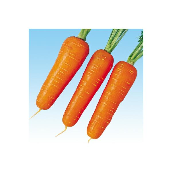 特性●草勢強く、耐暑性に優れる。根長は18cm前後によく揃い、均整のとれた、豊満な円筒型で、尻詰りも最高である。●肌は平滑で濃橙紅色で、紅芯となり、しかも肉重率の高い、栄養豊富な品種である。●従来の品種より早太りで、生育日数100日で肥大を...