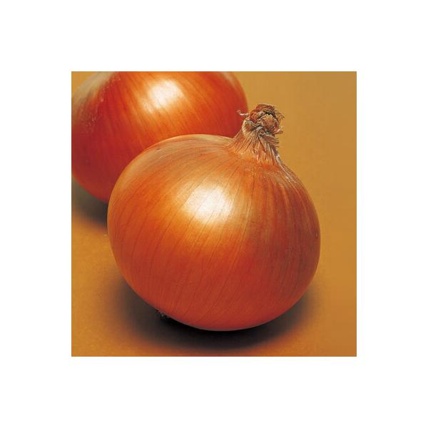 特性●耐病性が強くて、作りやすく、12月末までの吊り玉や冷蔵貯蔵ができる、増収型の中生種。●草姿は立性で、葉は濃緑色で首も細くて長く、抽苔や分球の心配は少ない。●玉は甲高の豊円球でそろいがよく、1球平均330〜350g、色ツヤがよく、切り玉...