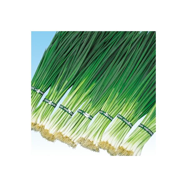 特性●九条葱のうちの藍黒系で葉は濃緑で太茎、葉身部や葉鞘部は柔軟で食味よく香り高い。●草丈は60cm位で、4〜5本に分けつする。●耐暑、耐寒性に秀れ、冬にも休眠せず生長をつづけ、10〜3月の収穫に最も適し、収量も極めて多い。●小葱用としては...