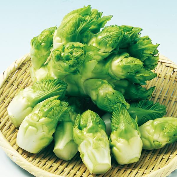 特性●原産は中国（四川省）で一株の重量が4〜5kgとなる大型のからし菜。●生育適温は10〜20℃の秋冬野菜、冬が温暖な平坦地域を好み寒さが厳しい地域での栽培は適さない。●葉は淡緑の大葉となり、主茎および側茎に着生する「わき芽」を10〜20g...
