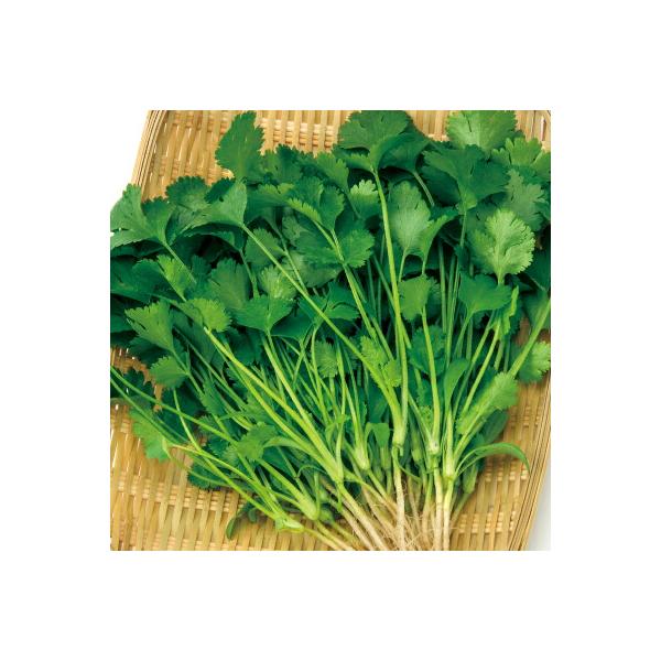 特性●セリ科の1年草で、独特の香りを持ち、別名を香菜（シャンツァイ）やパクチーとも呼ばれる。●草丈25cm程度の若い葉を随時収穫し利用できる。出荷する場合は抜き取りが一般的で、根付きで収穫する。●6月頃に開花して夏に結実する種子も、乾燥させ...