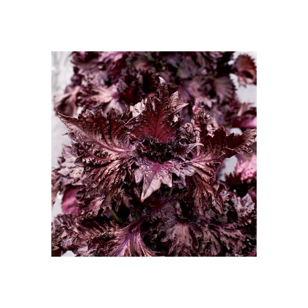 特性●梅で有名な天神さまを祀る、太宰府天満宮の近在で昔から栽培されて、門外不出だった芳香性赤しそ。●草勢は旺盛で、分枝性も強く節間はやや短い、草丈60〜70cmでシソ特有の強い香りをもつ優良種。●葉は濃赤紫色で、縮みと光沢があり、肉厚の大葉...