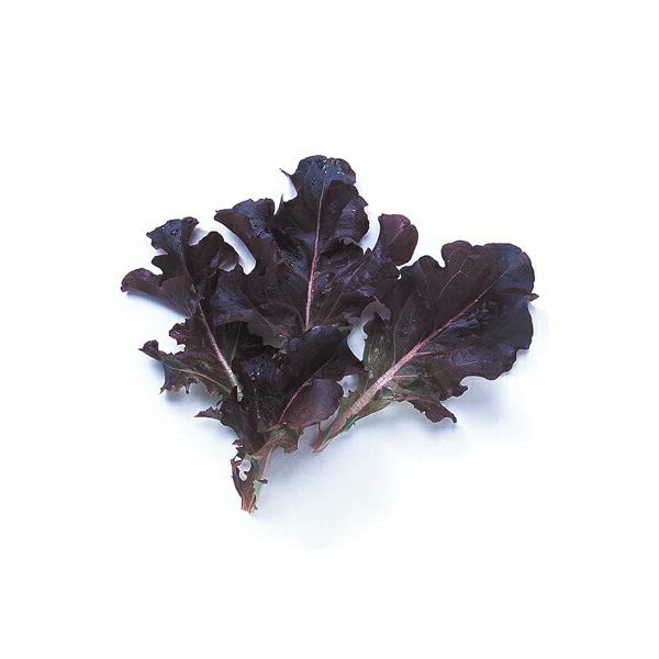 特性●濃赤紫色の葉で、かすかにナッツの香りのするレタス、高温期でもよく発色する。