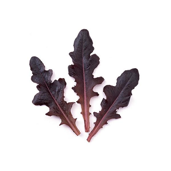 特性●濃赤紫色の葉で、かすかにナッツの香りのするレタス。オールシーズンでよく発色する。