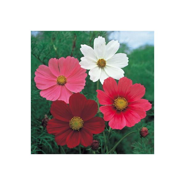 特性●草丈が120〜150cmと高く初期生育も早い、大輪花で開花期間が長く最もポピュラーな品種。訪花昆虫を誘引し自然の生態系を回復・保護する。転作用や秋を彩る景観用として、村おこしなどのイベントに利用されている。●播種量：1〜2リットル／1...