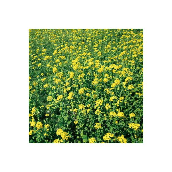 特性●無エルシン酸品種で特に収量性が高く品質ともに良い。開花期は暖地で３月中旬、中間地で４月上旬頃となる。成熟中の穂発芽が最も少ない今後期待出来る品種。●播種量：2〜3リットル／10a　●播種時期：暖地…9月〜11月（寒地ほど早まき）