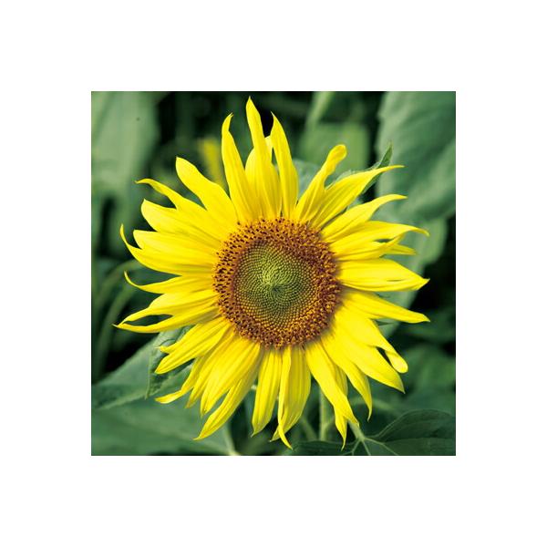 特性●初期生育旺盛で被覆が早く、開花時草丈は１〜1.5ｍ程度となる。節間は短く矮性。条まきかバラまきし、軽く覆土をして、しっかりと鎮圧する。成熟しすぎると茎が硬化するので、早めにすき込む。●播種量：3〜4リットル／10a　●播種時期：中間地...
