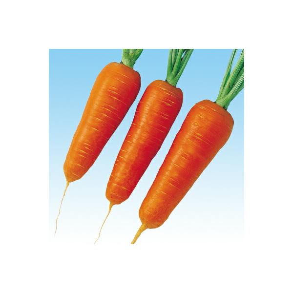 特性●本種は長崎大村市の特産（黒田五寸人参）を弊場にて選抜陶汰した暖地系夏蒔五寸人参の改良種●根長は18〜20cm、肩張りよく、根型整一で豊満、尻の詰りも最高である。●根色は鮮やかな橙赤色で着色早く紅芯で、外皮も滑らかである。●生育日数は1...