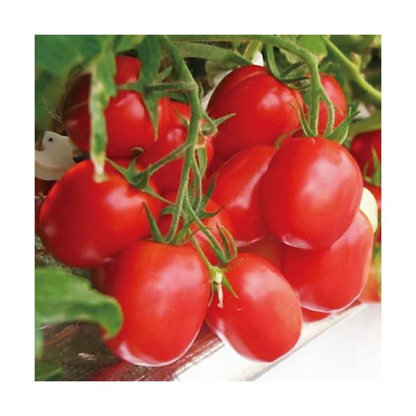 品種の特徴果重30〜40ｇ、果実の水分含量が少なく、糖度は低めで、加熱調理した時の食味や色が優れる。低段密植養液栽培用に育成された品種。高密植（500〜1000株/a）で養液栽培し、短期間に収穫を終え年間3〜4作程度の植え替えが可能。草丈1...