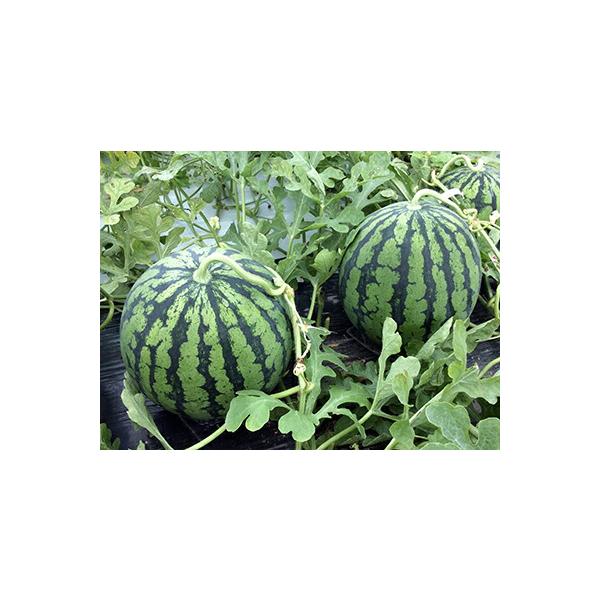 収穫期まで草勢の強く残る品種は、一般的に過肥大して空洞果になりやすい傾向があります。しかし「羅皇」は最後まで肥大しながらも、驚異的な空洞果の少なさをほこります。１株に２果着果させる場合、先に着果した果実のみ大きくなり、もう片方が小さかったり...