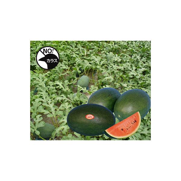 非常に耐暑性があり、うるみにくく、バテにくい。真夏のスイカ栽培で苦労するお盆前後の露地栽培を乗り切る秘密兵器です。肉色は濃い紅桃色。糖度は１２度前後、肉質は硬いですが繊維質はさほどでもなくザックリした食感は食べ応え十分。サイズは３〜４ｋｇの...
