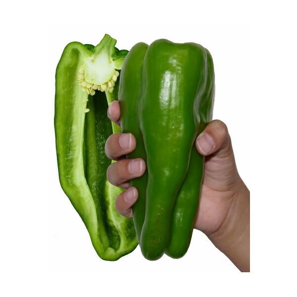 ジャンボで果肉は厚く、甘みがあり、食味は極めて良好なピーマン。(ジャンボとうがらしとは異なります。) 果重70〜100g、長さ15〜22cmくらいまで大きくなりますが、小さい段階で収穫して頂いても美味しく食べることが出来ます。味は苦み・臭み...