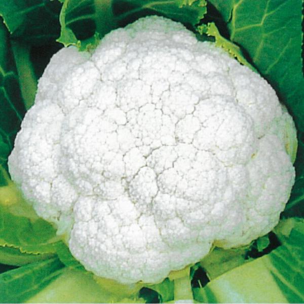 8月・10月〜11月まきに適する中早生種。外葉は耐寒性があり冬季の栽培が容易。草姿立性、葉の伸びがよく花蕾をしっかりと覆う。花蕾は堅く緻密。一般平暖地では、8月中旬まきで12月中旬から収穫。10月〜11月まきで、4月〜5月に収穫できる。