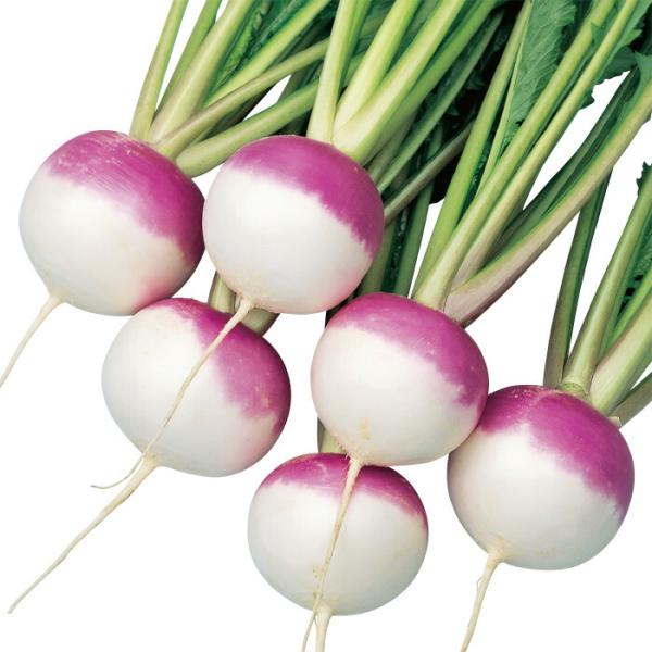 1. 肌は肩の部分が鮮紫色、下の部分が白色になります。根部は腰高の偏円形で肥大性がよいです。ひげ根はなく、尻もまとまりやすいです。肉質はち密で甘みが強く、食味もよいです。2. 草姿は極立性で、葉の大きさは中程度、葉色は濃いです。葉軸は太く、...