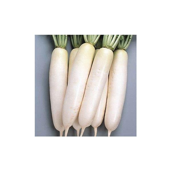 1．小葉で立性〜開張の中間くらいのがっちりした草姿。葉の病害に強い。2．尻つまり・そろいがよく、曲がりの発生が少ない、肌のきれいな青首ダイコン。3．萎黄病、ウイルス病、横縞症等の各種病害に強い。4．耐暑性にすぐれ、「献夏青首」より晩抽性である。