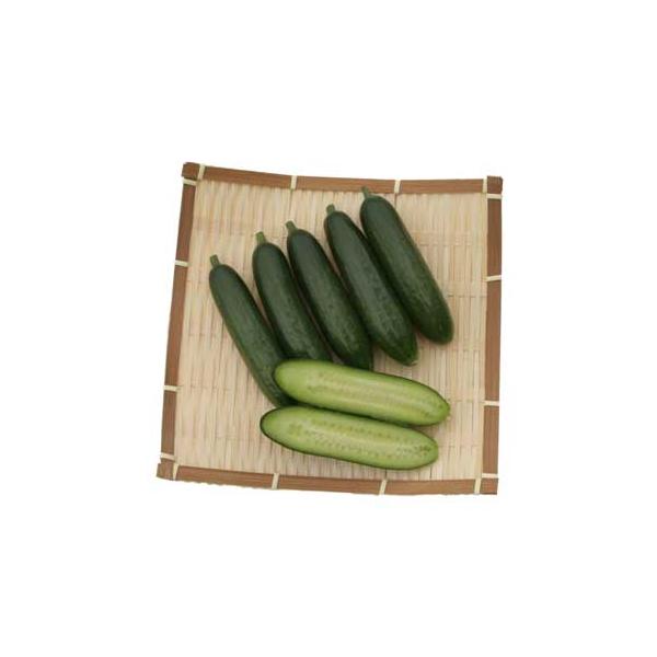 【品種特性】●果の長さは１０〜１２ｃｍ、果の太さは２．５ｃｍ、果重は４０〜５０ｇ。　果皮は鮮緑色でツヤがある。●うどんこ病抵抗性でベト病にも強い。●房成性で雌花は１節に３〜５花着生し、曲がり果はほとんど無く秀品率が高い。●下位部はわき芽の発...