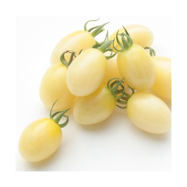 品種の特徴甘味・食感のバランスに優れたホワイト系プラム型のミニトマト。果重15〜20gで果皮は薄く、もっちりとした食感で非常に美味。草勢は中程度、露地栽培でも空洞果や裂果などの生理障害果の発生が少なく栽培がしやすい。TMV因子はTm-2a型...