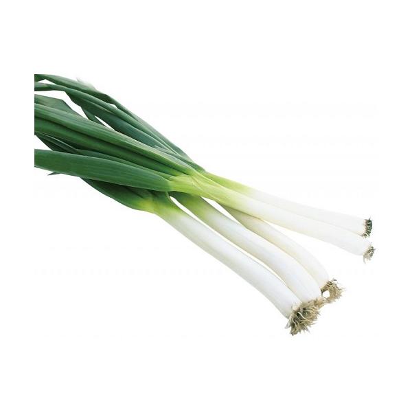 【品種特性】●軟白部は純白で良く伸び、肉質軟らかく甘みに富み、風味抜群。●分けつ少なく一本葱として秀品率が高い。●葉は濃緑色で食味はやわらか。葉も鍋や焼き物に最適。【栽培のポイント】●極早播きすると分けつする恐れがあるので注意する。●栽培中...
