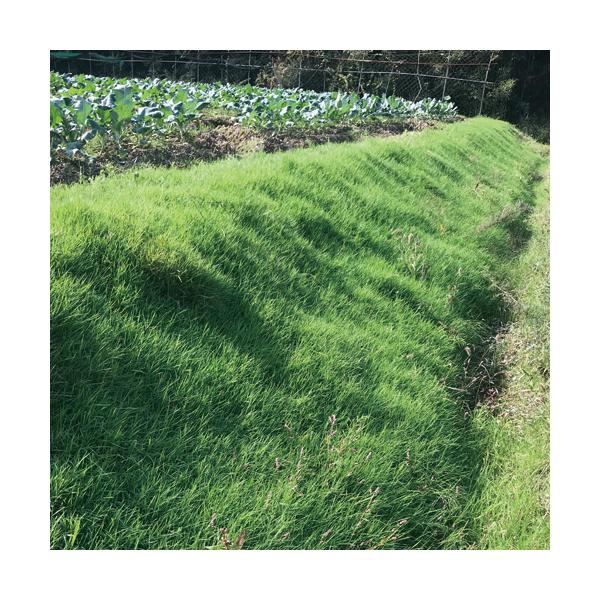 品種の特徴地上ほふく茎を有し、被覆密度が高い。雑草が侵入しにくい！比較的耐暑性に優れ、夏場でも密度を維持。各種病害の抵抗性に優れる。耐寒性に優れ、ティフ・ブレアの生育できない冷涼地や、秋まきでの利用が可能。栽培のポイント播種量　20g/m2...