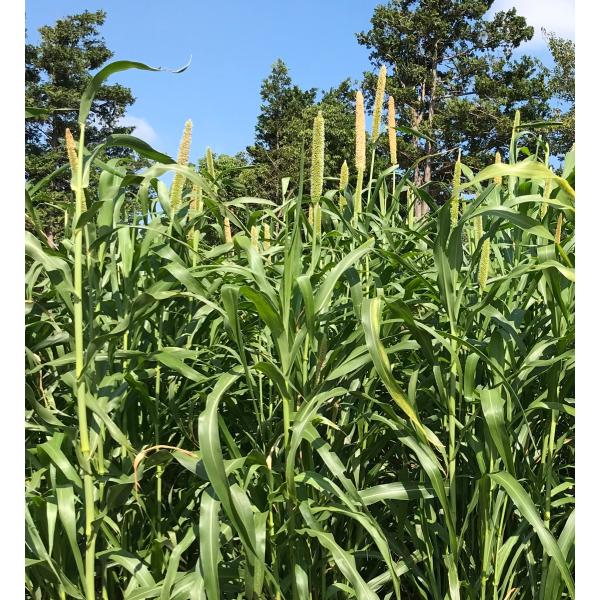 ソルガム類の生育が悪い・・雑草に負けてしまった・・そんな方におススメの新品種！夏場の高タンパク粗飼料確保に！アブラムシが付きにくい！品種の特徴土壌を選ばず良く生育し、酸性・粘土質土壌などにも適応します。※耐湿性は中程度です。短期で高収量を得...