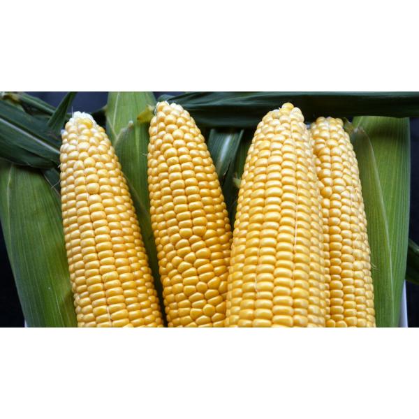 特性●適期栽培では播種後88日前後の熟期の中早生イエロー種。●甘味が強く、粒皮がやわらかで食味が特に優れる。●糖度の低下、粒皮のしなびが遅いので収穫適期の幅が広く鮮度保持能力は抜群。●草丈は「Sweets恵味めぐみ86」より20高い180〜...