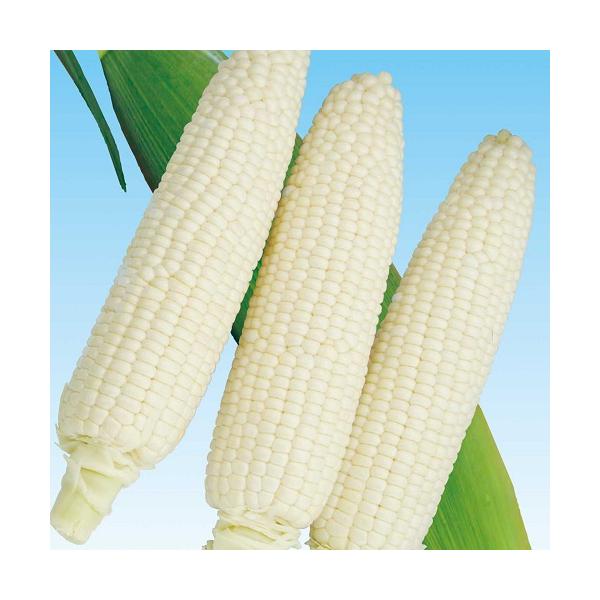 鮮やかで艶のあるホワイト。茹で上がりもくすみなく美しい特性適期栽培では播種後88日前後で収穫期となる。広範囲な産地、作型に適応できる中早生ホワイト種。糖度の高い強甘味種で、フルーティーでコクのある美味しいスイートコーン。発芽がより安定し、初...