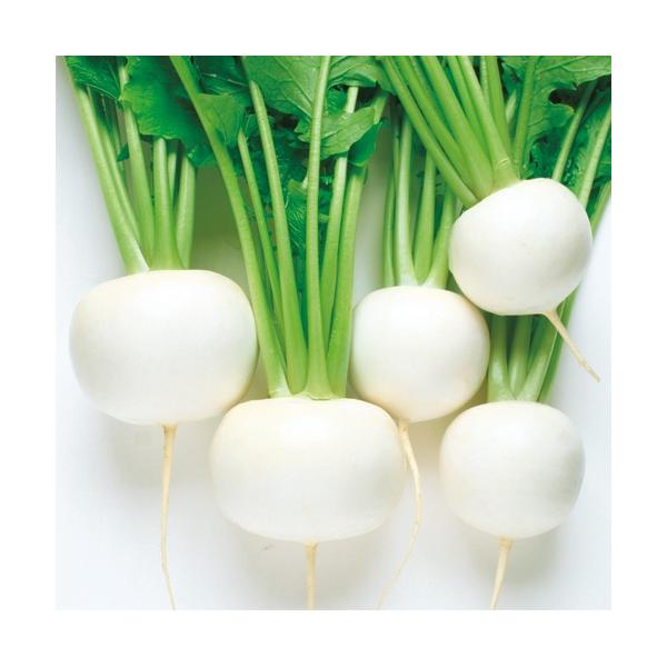 ●小カブから中大カブまで、随時どりができる。●小カブとしても形質がすぐれ、本命の中大カブどりでは、厚みのある扁円の根形で尻づまりがよく、ス入りも遅い。●肉質はやわらかく甘みがあり、漬物のほか、サラダ用に通用する良質性が最大の特長。