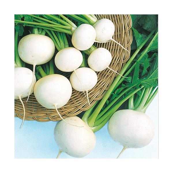 ●強勢で太りが早く、小中〜中大カブまで市場の要求に合わせて収穫できる、栽培容易な万能種。●形状は早くから整い、厚みのある扁円でそろいがよい。●肌はツヤがあり、ス入りや根割れの心配は少ない。