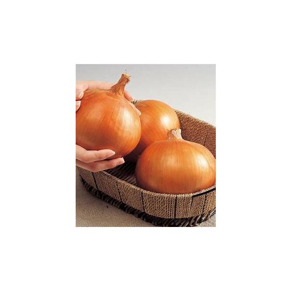 ●普通栽培で1球平均が350g、大玉栽培で600g程度にもなる増収種。●玉は豊円球でよくそろう。肉質は歯切れがよく、辛みが少なく甘みが強い。●普通栽培では12月まで、大玉栽培でも10月までの貯蔵が可能。