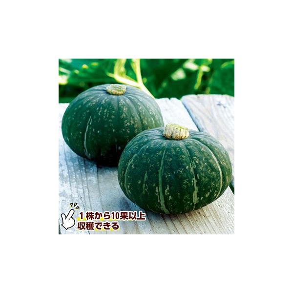 ●果重700g前後の果実が収穫できるミニかぼちゃで、玉売りに最適する。●果皮は濃緑地に灰色の斑が入り、扁円の果形となる。品質は「ほっこり133」と同じく、高粉質でキメの細かい肉質と強甘味が特長。●胎座部が小さく肉厚のため、可食部分が多い。●...