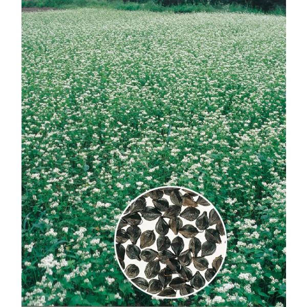 品種の特徴信州大学農学部の氏原暉男氏が育成し、農林水産省に品種登録された栽培容易な多収穫品種。種実が大きく（1000粒重は約50g）、増収性にすぐれている。吸肥力が強くて大型の草状となり、茎も太くて倒伏しにくい。霜に対して強いため、収穫期に...