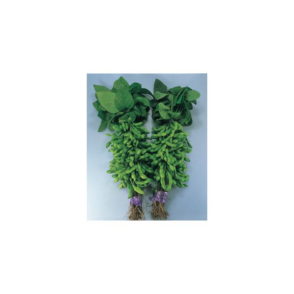 特性葉、莢ともに極濃緑白毛大莢で3粒莢が多く多収草丈60cm程度茎太くがっちり病害に強い生育日数90日前後