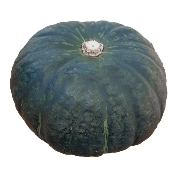 ・平均果重3ｋｇ、最大3.7ｋｇまで肥大する。・初期短節間でうどんこ病に強く生育初期から後半まで安定した草勢を保つ。・１番果は10〜13節前後に安定して着果し２番果も同等に肥大する。・花痕部は安定して小さく、果肉厚く食味良好。・従来の品種よ...