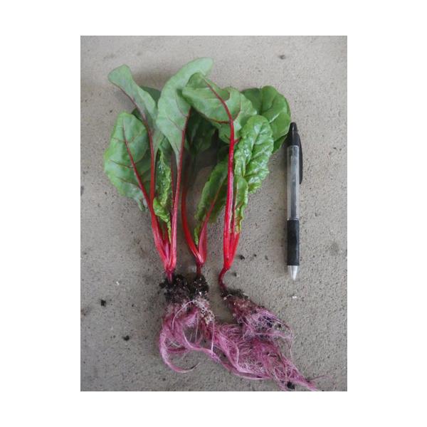 ●赤（ロッソ）。●スイスチャードやふだんそう（不断草）とも呼ばれる野菜で、暑さ寒さにも強く、夏にも収穫でき、ビタミンＡ、ミネラルが豊富で風味がある。●サラダに使う場合には若い葉を収穫します。他の野菜にはないカラフルな発色は、花壇の縁どりや鉢...