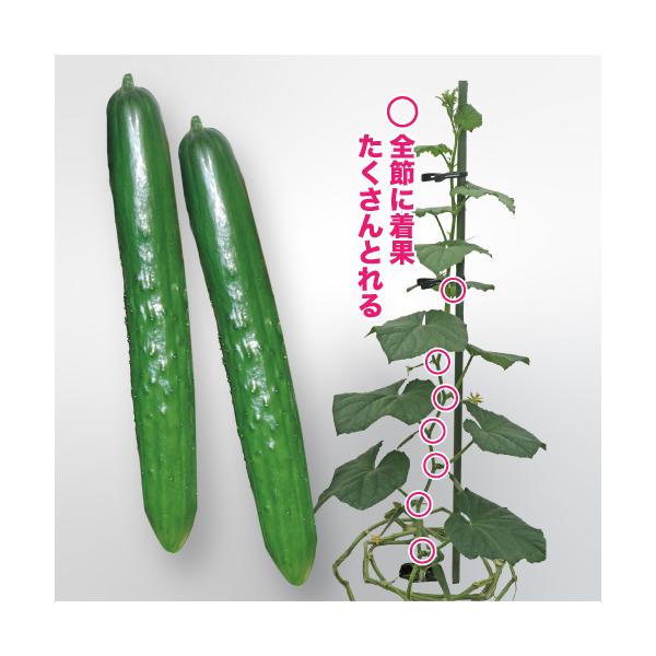 品種の特徴果長20〜23cm歯切れがよくおいしい白イボ種。親つるの各節に受粉不要で着果する「節なり」品種。うどん粉病に強い。