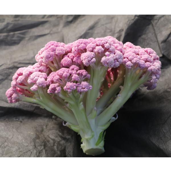 品種の特徴　　　　　　従来のカリフローレ同様に、頂花蕾が広がり伸びていく、スティックタイプの紫カリフラワー。春・秋両方に使え、70より耐寒性があるので、春作ではより安定し、秋作では70と同時またはやや遅くまいて収穫期をずらします。色鮮やかで...