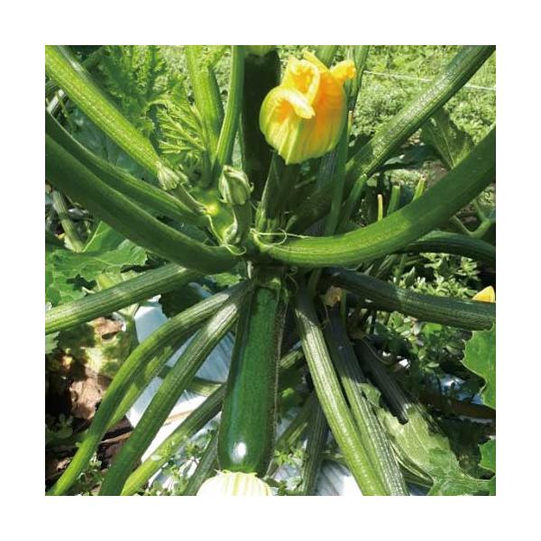 品種の特徴雌花と雄花がバランス良く着生し、多収である。雌花の着生比率が高い。(ゼルダ・ネロ、ゼルダ・ルーチェより雌花が多い)低温、短日でも雄花着生が良く1花当たりの花粉量が多い。節間が適度に空いているので収穫作業がしやすく、果実を傷つけない...