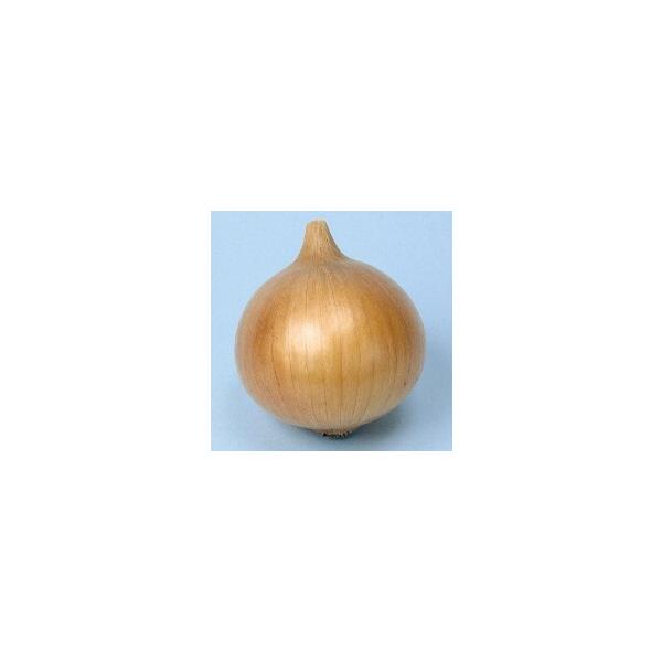 ・秋まき用、球形の早生種です。・草姿は立性で、一球300g位です。・食味良好で、生食、煮食に好評です。・倒伏直後から早どりで食用・販売が可能です。中期の貯蔵もできます。・極端な早まきは避けてください（抽苔回避）。・多肥や遅い時期の追肥は、球...