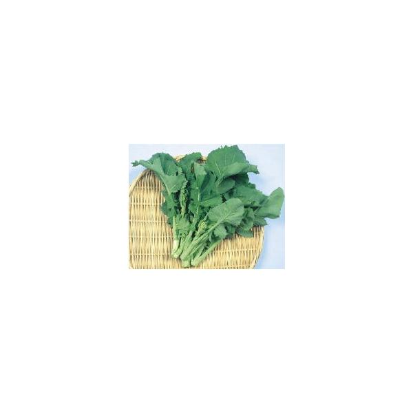 ・緑鮮やかで、甘みのあるおいしい「なばな類野菜」です。・抽苔が比較的早く、側枝の発生が旺盛です。・耐寒性が強く、生育旺盛です。・冬期ハウス栽培では、長期にわたり収穫できます。・お浸し、油炒め、みそ汁の具におすすめです。