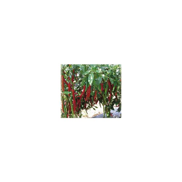 下向き着果果長　　10cm前後幅　　　 1.0cm前後辛み　　非常に強い草勢旺盛で、豊産性です。果皮色は鮮緑色で、着色果は鮮やかな赤色となります。青果はゆず胡椒として、乾果は漬物等の香辛料として利用できます。