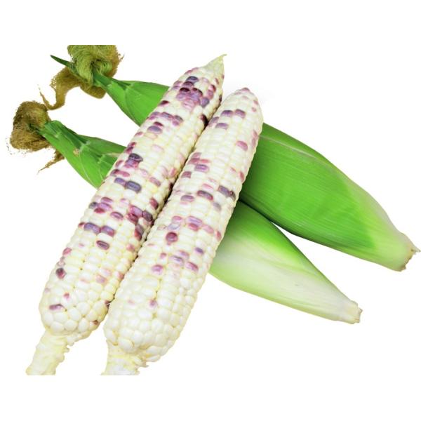 ○直売所出荷に向く、もちもち食感が珍しい白と紫のとうもろこし。○穂重は約320ｇ、穂長は約28cmで甘味とモチ感のバランスが良い。○紫粒の発生率は35％前後で播種後約80〜85日が収穫目安。○草丈はスイート種と比較して高くなるが、根張りが良...