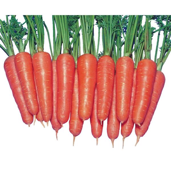 【特性】●生育期間は普通蒔きで120日で完熟肥大するが、100日より順次収穫でき、早生の方である。●葉はチャンテネー・インプルーブドに近く、大柄でなく中位である程度の密植もでき、ビニールトンネル栽培にも向く。●根長は18〜20cmで尻部まで...