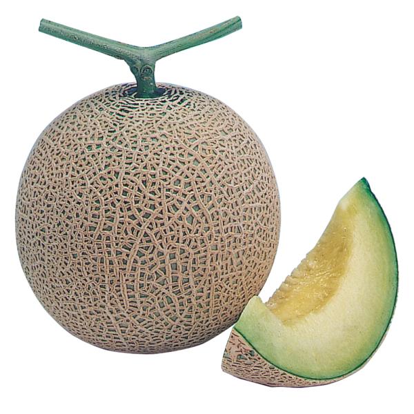 品種の特徴葉は中位で立性、根張り良く夏またぎの作型においても草勢が低下しにくく、黄化葉症・黒点根腐れ病に強い。つる割れ病（レース０，２）の抵抗性で、うどんこ病に強い。果実は球形で大玉、果皮は灰緑色。ネットはやや密に出るが高温下でも安定して発...