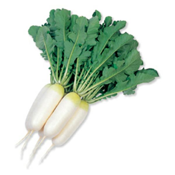 特性・特徴・耐暑性、耐寒性にすぐれ、晩抽性で播種期幅が広い。・太り、尻づまりが早く、お好みのミニサイズで収穫できる。・生理障害に極強く、肉質はス入り遅く、緻密でおいしい。