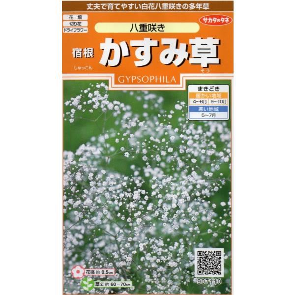小袋　0.2ml入り。この　1袋でおよそ　60本の苗が育ちます。花径　約0.5cm　草丈　約 60〜70cmに育ちます。花壇、切り花、ドライフラワーでも楽しめます。※郵便でのお届けになります。※タネの郵便（第４種便）は運賃が税込￥73〜60...