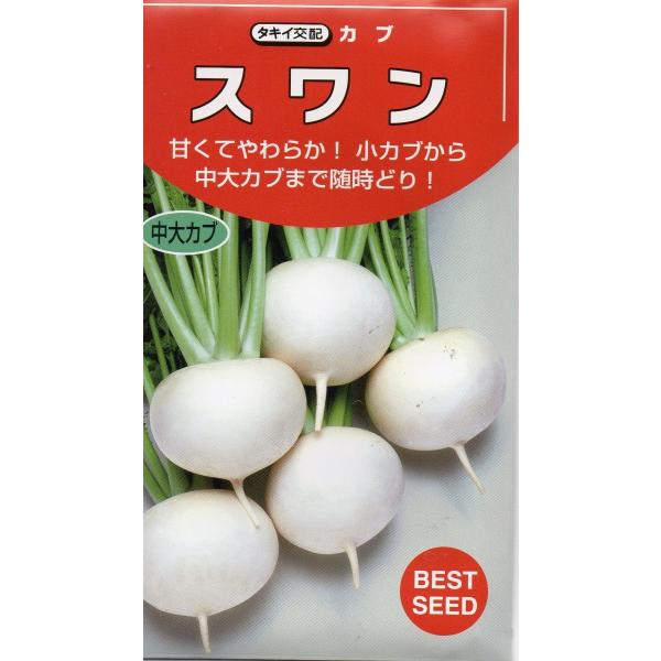 小袋 3.5ml入り。漬物、サラダ、煮物料理と幅広く利用できます。ス入りが少ない上質なカブです。※郵便でのお届けになります。※タネの郵便（第４種便）は運賃が税込￥73〜602円の範囲内です。※１kgを超えるもの、大きくて郵便で送れないものは...