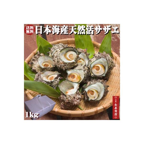 日本海産★天然活サザエ1kg【約10個】【天然サザエ】【新鮮サザエ】【活きた状態でお届け】【冷蔵】【京都　丹後】【バーベキュー　サザエ】【BBQ　サザエ】【サザエ壺焼き】【さざえ　刺身】【さざえ　送料無料】【サザエ　贈り物】【栄螺】【サザエ...